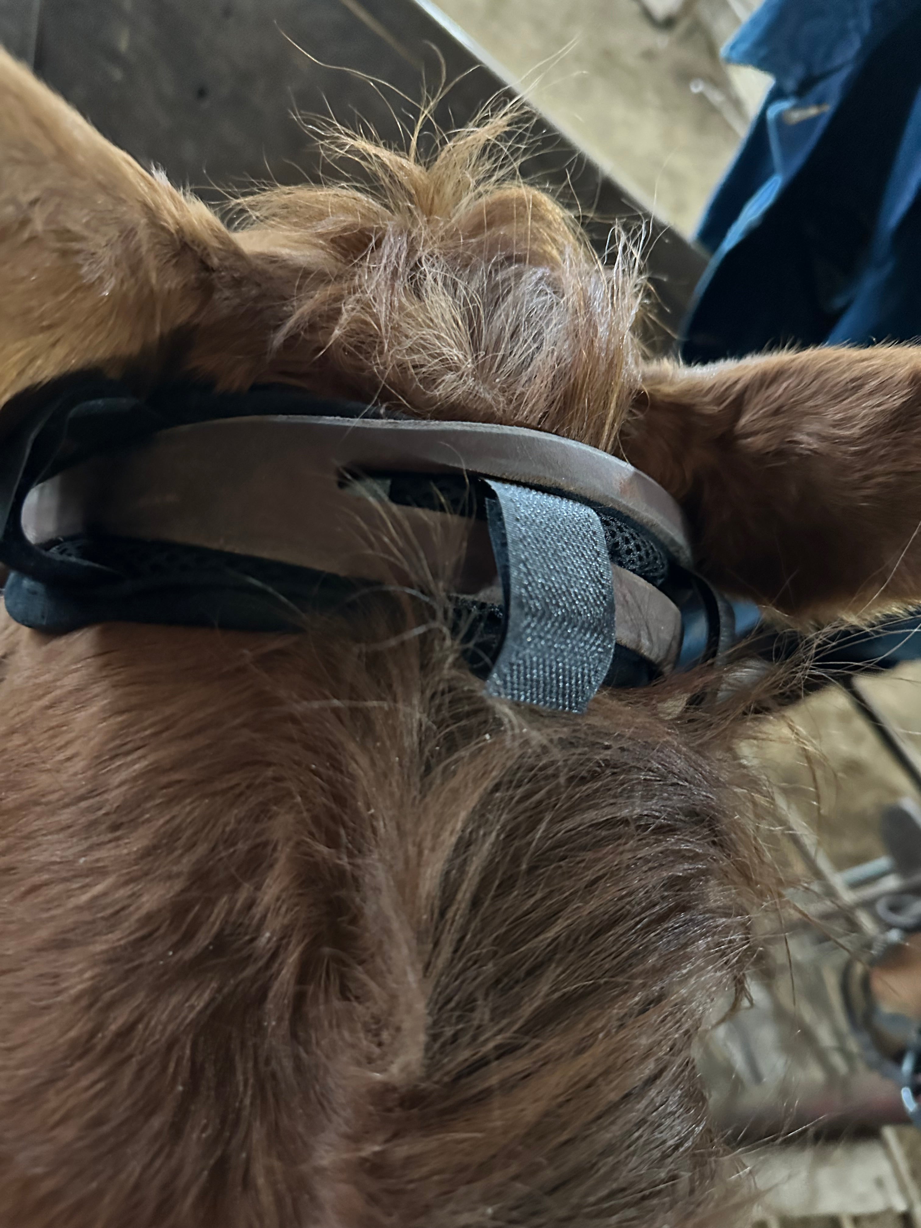 Magnetic Therapy Poll Pack – Top Hand Brand